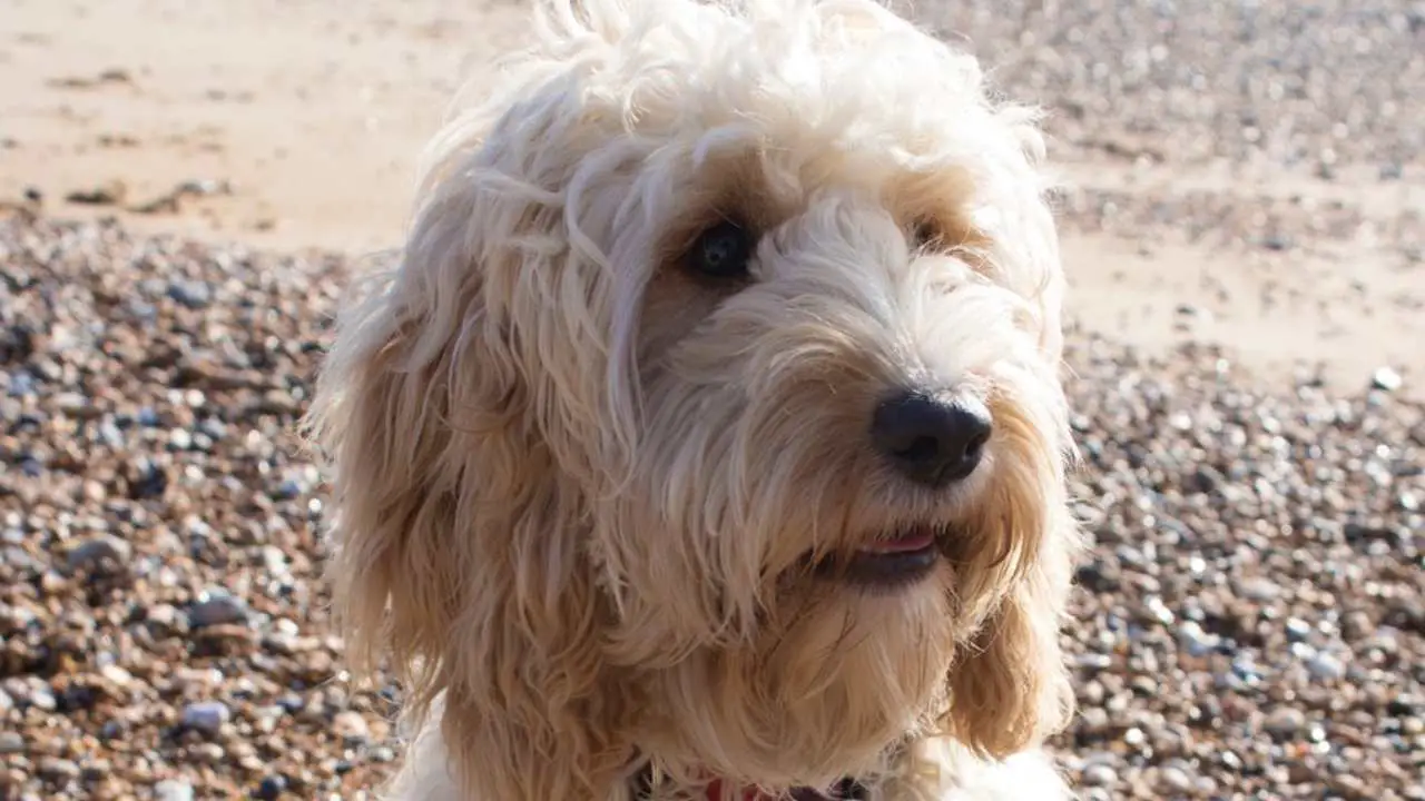Curiosidad por el Cockapoo: orígenes, historia y anécdotas sobre la ...