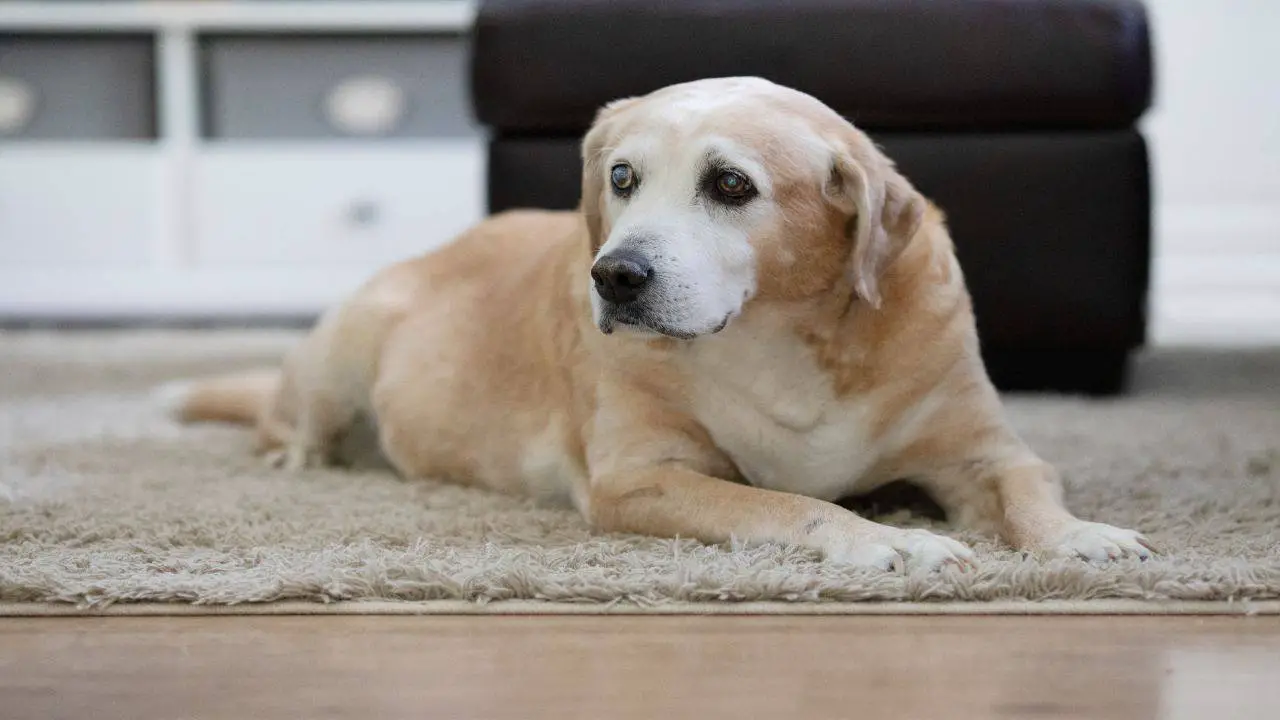 Cómo socializar a un perro ciego: consejos útiles y efectivos - Vida ...