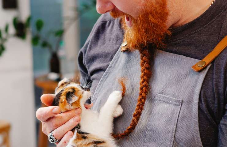 ¿Por qué los gatos se lamen la barba? Las sorprendentes razones del ...