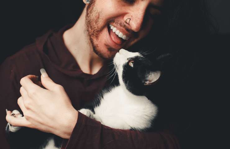 ¿Por qué los gatos se lamen la barba? Las sorprendentes razones del ...