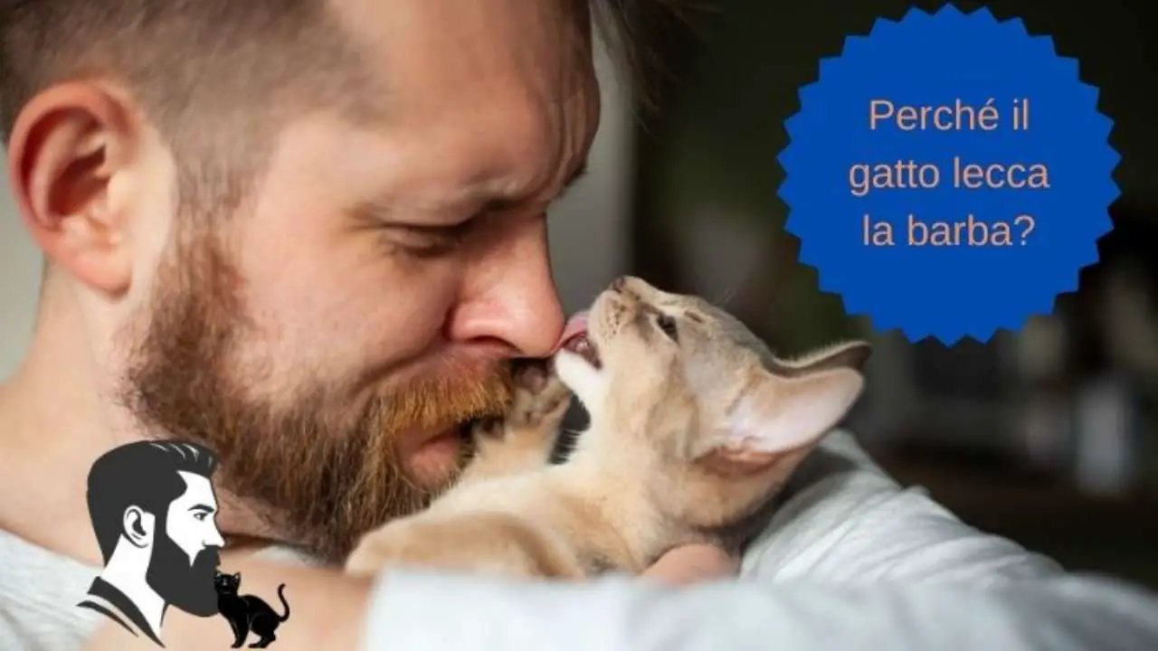¿Por qué los gatos se lamen la barba? Las sorprendentes razones del ...