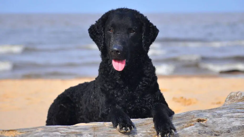 Razas de perros compatibles con el Curly Coated Retriever - Vida con ...