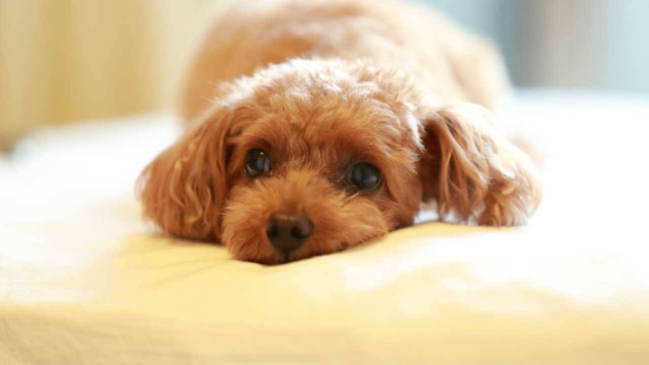 Atresia del ano en perros: qué es y cuáles son los síntomas a tener en ...