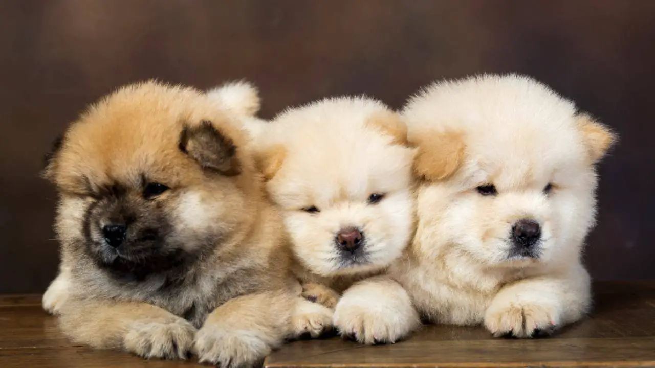 Curiosidad sobre el Chow Chow: orígenes, historias y curiosidades sobre ...