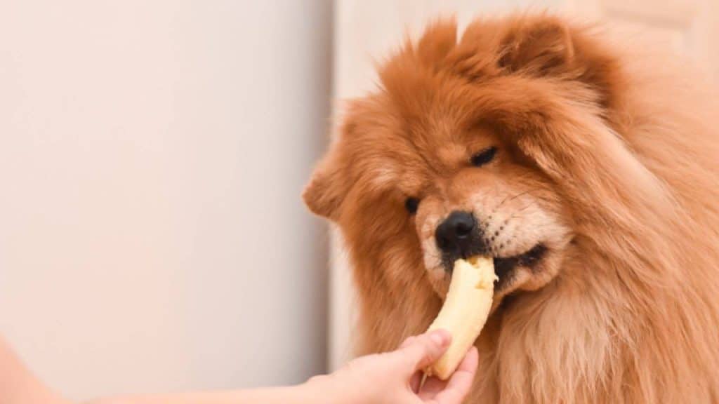 Alimentación del Chow Chow: dosis, alimentos y frecuencia de comidas ...