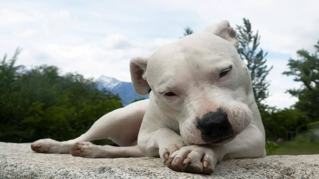 Parálisis laríngea en perros: causas, síntomas, diagnóstico y ...