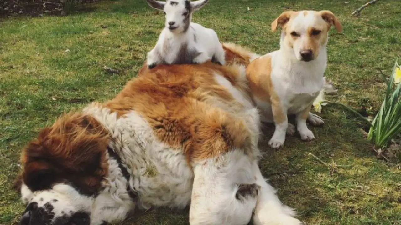 Tres perros como mejores amigos: la simpática cabrita los sigue a todos ...