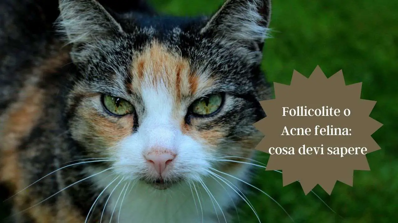 Foliculitis en el gato: causas, síntomas y tratamiento del trastorno en ...