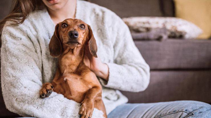 ¿Los perros y los humanos se contagian entre sí cuando se trata del ...