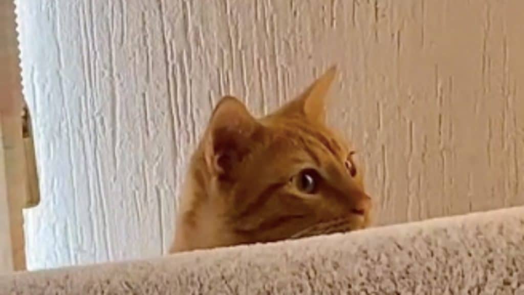 Gato hipnotizado por imágenes en TV: ese es sin duda "su héroe" - VIDEO ...