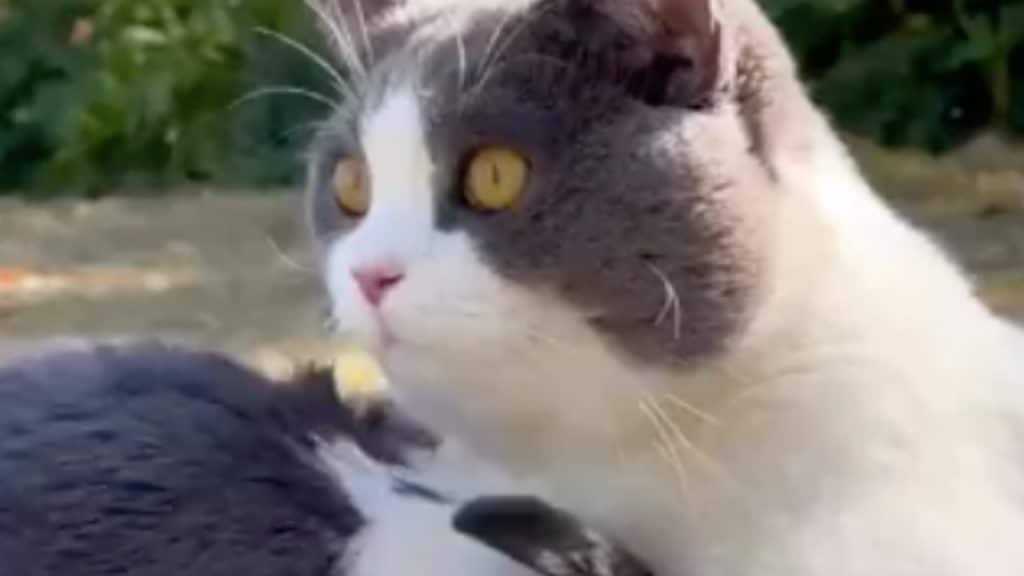 El gato se hace amigo de un tierno conejito: los 2 son inseparables ...