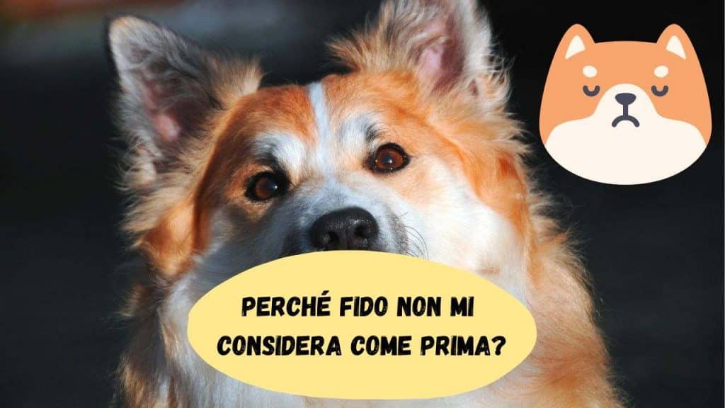 Por qué el perro no me nota: lo que es importante saber sobre Fido ...