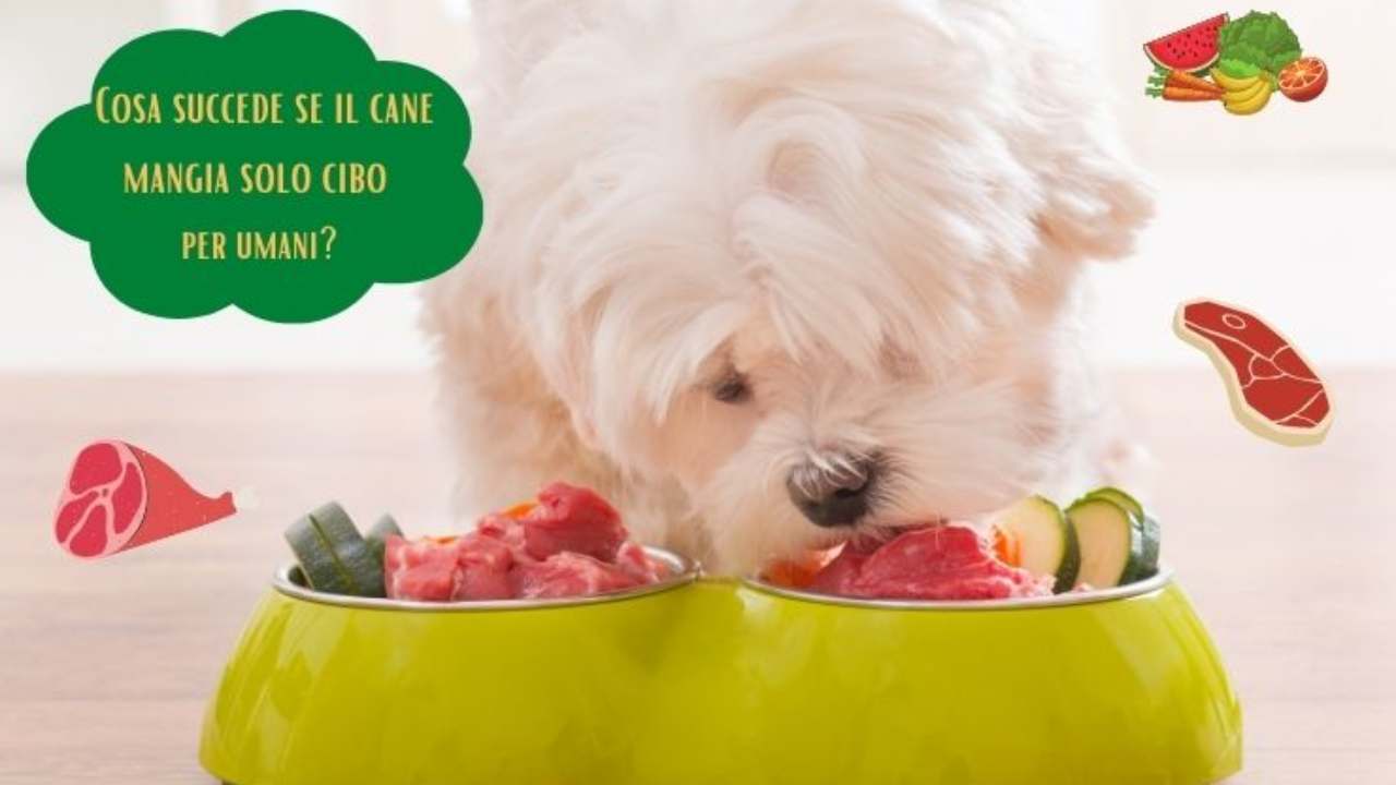 ¿Qué sucede cuando alimentas a tu perro solo con comida humana? El ...