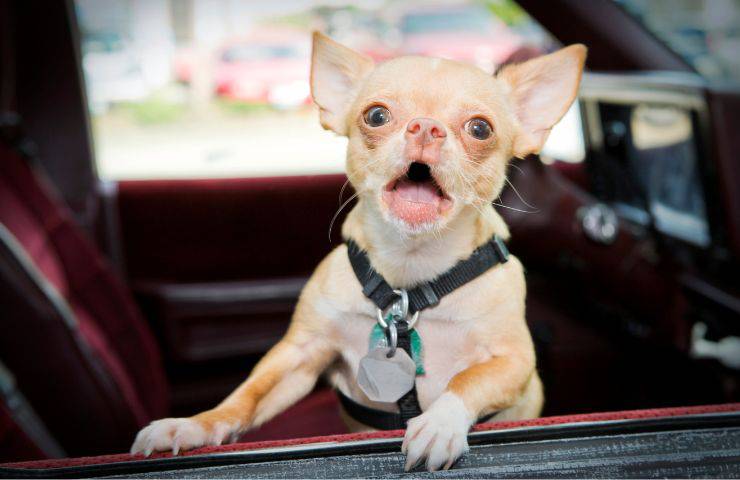 Más pequeño, más agresivo: ¿y si el 🐶 perro se rebela por tu culpa ...