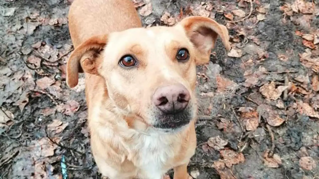 El perro Enzino rechazado por quienes querían adoptarlo porque lo ...