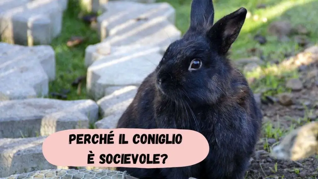 Por qué el conejo es sociable: lo que necesitas saber sobre su ...