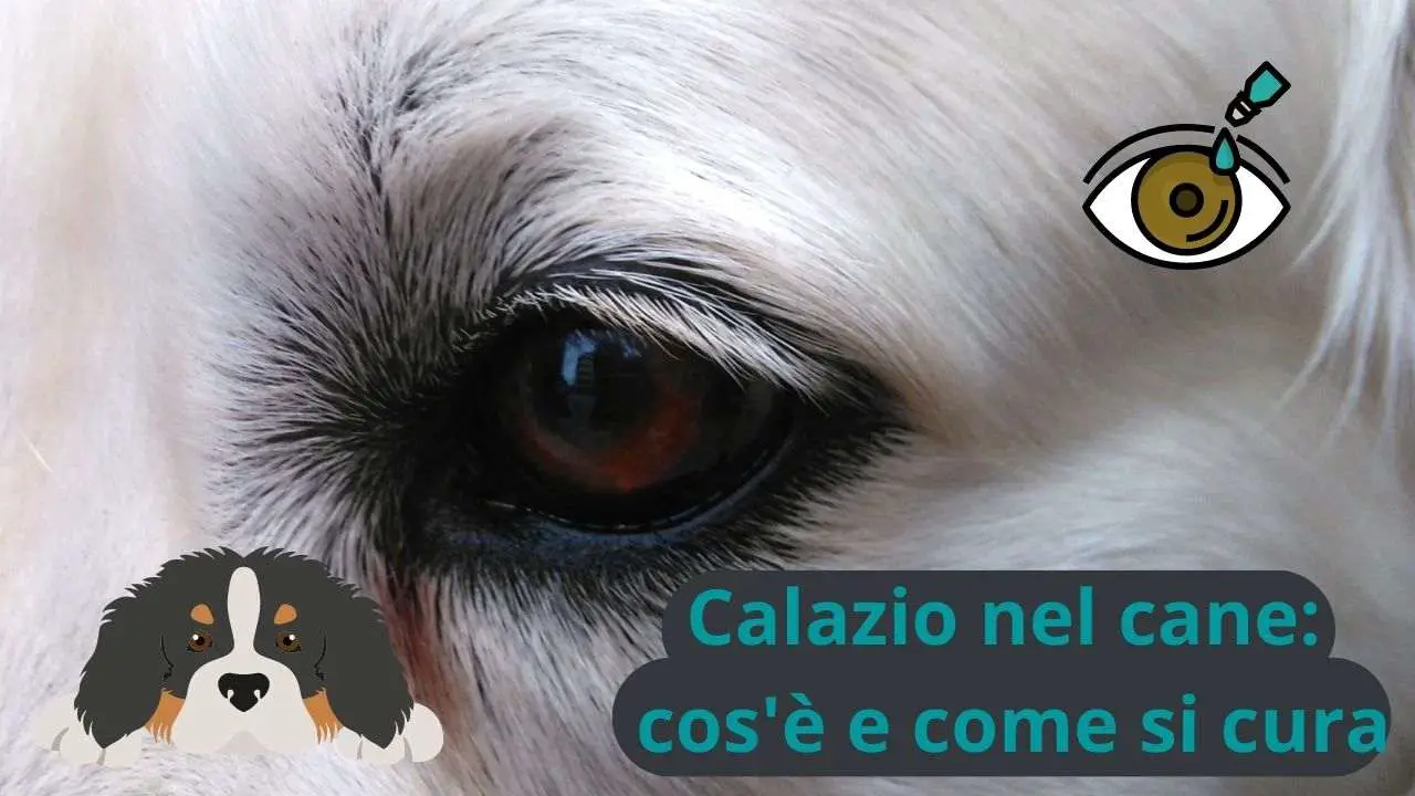 Chalazión en perros: qué es, diferencias con el orzuelo y remedios ...