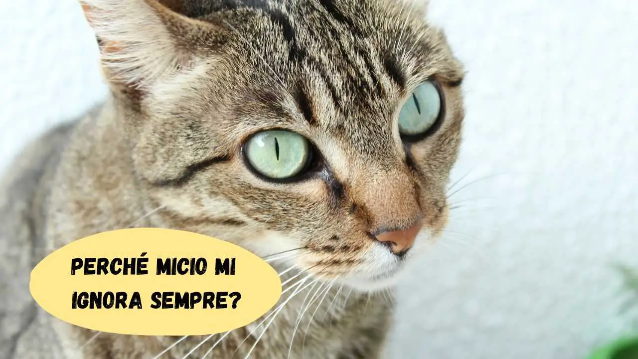 Por qué el gato me ignora: causas de su comportamiento y consejos sobre ...