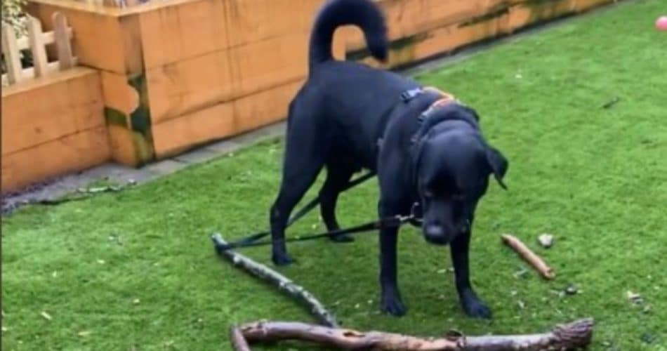 Perro recoge leña y se vuelve viral en TikTok – VIDEO - Vida con Mascotas ️