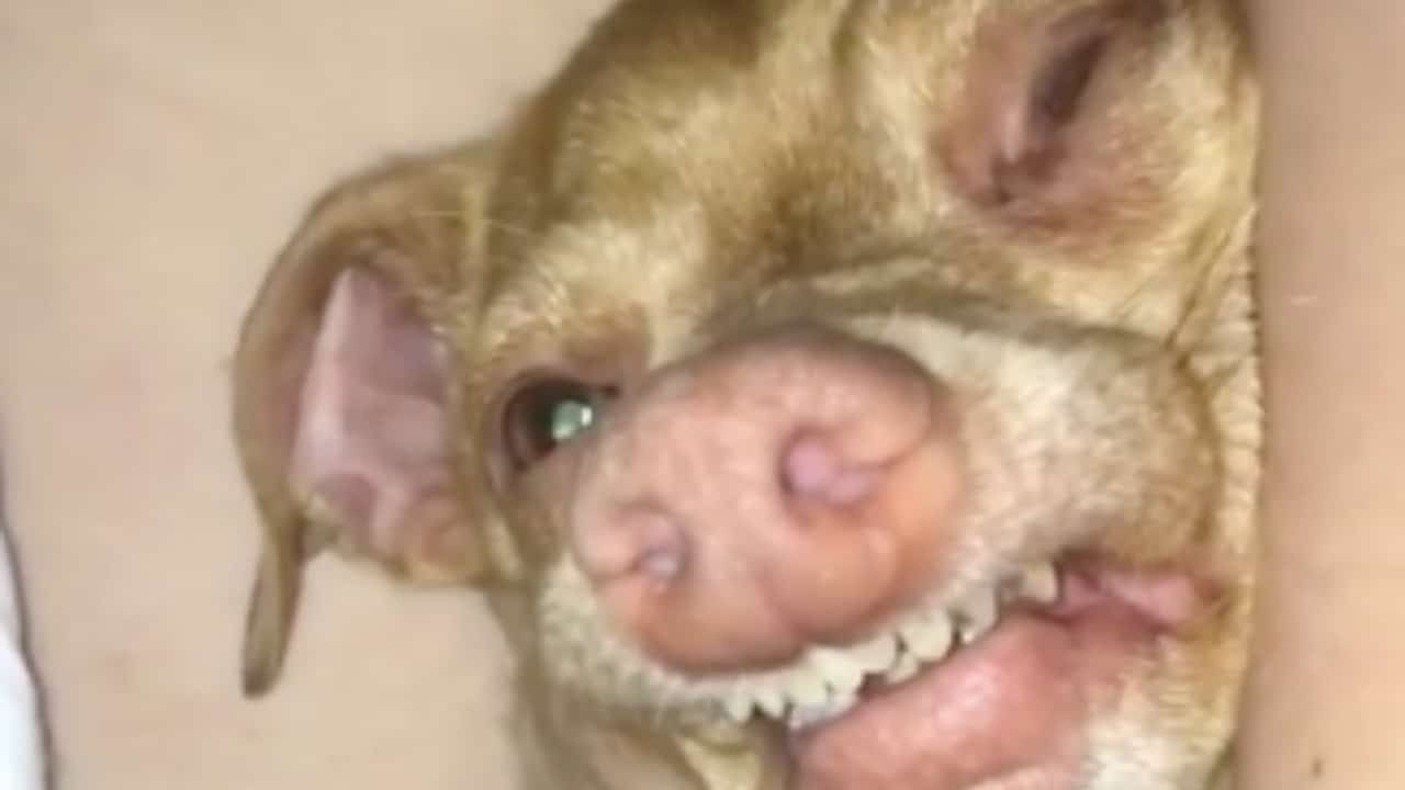 La apariencia del perro da miedo, pero ella lo adopta de todos modos ...