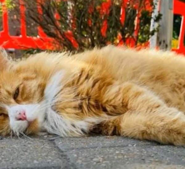 Gato picado por abeja: síntomas y consejos útiles sobre qué hacer ...