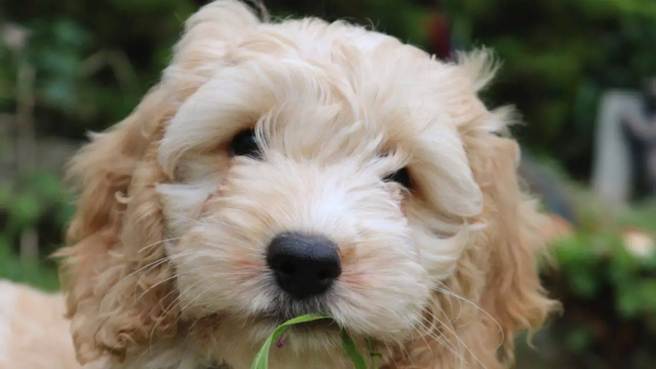 Qué Debo Darle De Comer A Mi Cockapoo