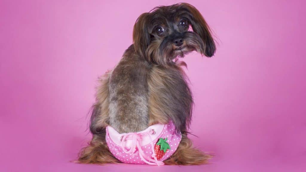 Calzoncillos para perros: cuándo comprarlos y cómo elegir los adecuados ...