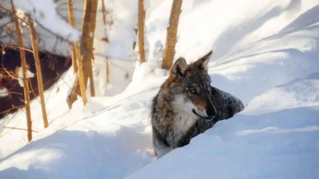Curiosidad sobre el Lobo Italiano: todo lo que aún no sabías - Vida con ...
