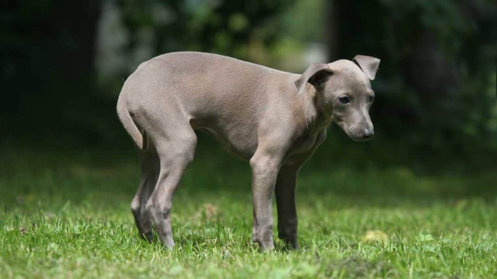 El perro tiene miedo a los espacios abiertos: cómo ayudarlo a superar ...