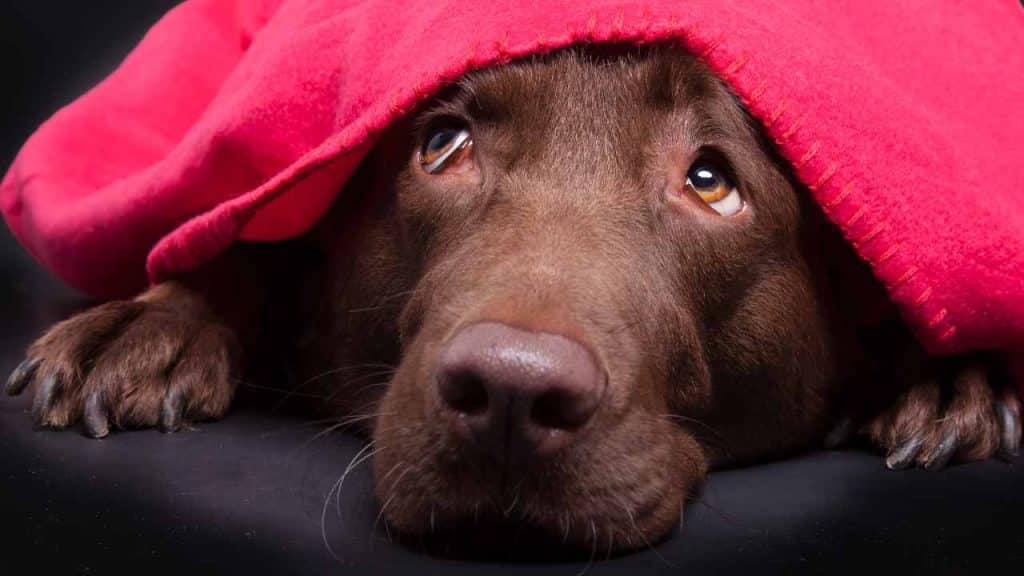 El perro tiene miedo al microondas: cuáles son las razones y cómo ...