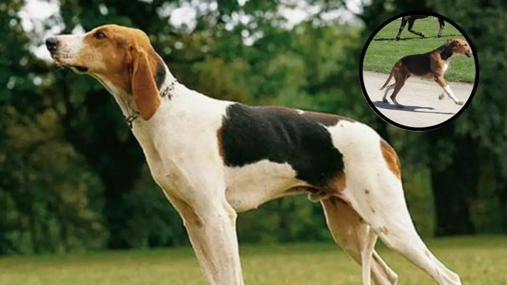 Cuidados del pelaje Frenchie tricolor: todo, desde el cepillo hasta el ...