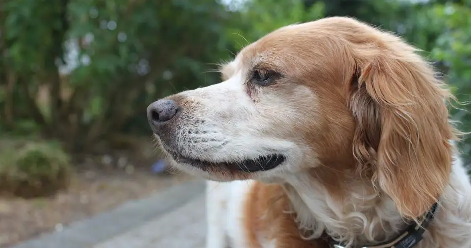 Razas compatibles con el Bretón Spaniel: ¿con quién se lleva y por qué ...