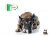 Sucralfato para perros: dosis, usos y contraindicaciones - Vida con ...